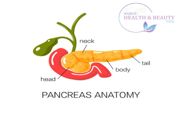The pancreas - Anatomy, Functions and Common Diseases
