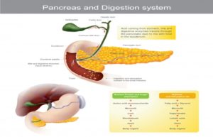 The pancreas - Anatomy, Functions and Common Diseases